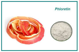 PHLORETIN POWDER – Urchidamas Resources